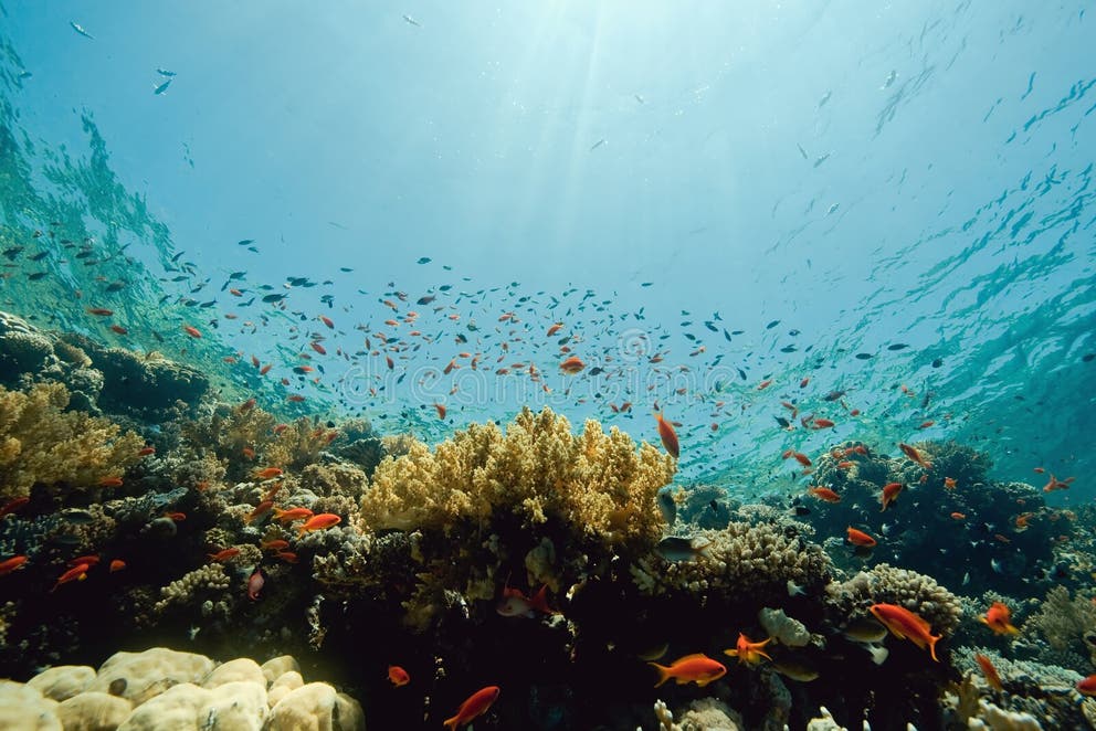 Ocean, sun and fish stock photo. Image of underwater, marine - 9885098