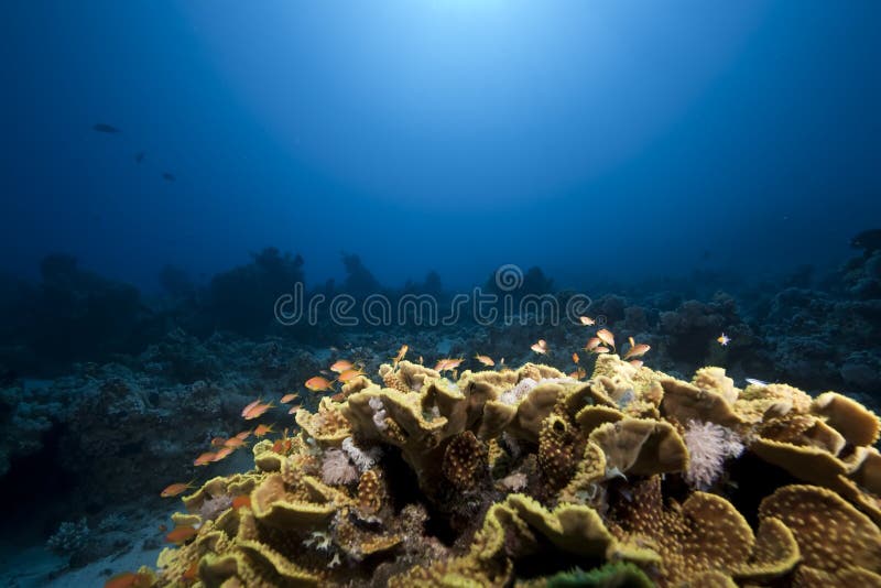 Ocean, sun and fish stock photo. Image of underwater, sunlight - 9885196