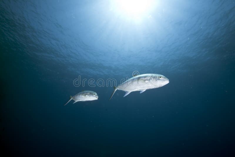 Ocean, sun and fish stock photo. Image of aquatic, animal - 9914378