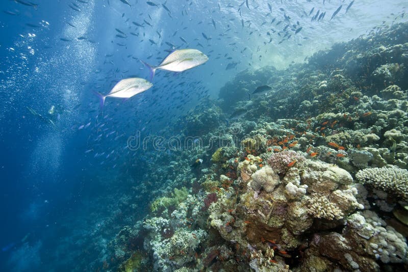 Ocean And Sun Picture. Image: 5642574