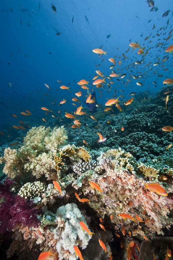 Ocean, sun and fish stock image. Image of bright, coral - 9914921