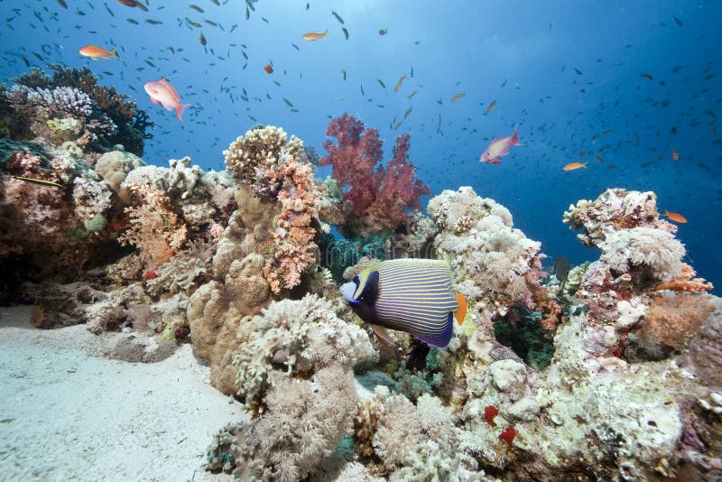 Ocean, sun and fish stock photo. Image of exotic, ripple - 9915074