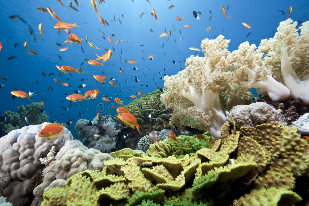 Ocean, sun and fish stock image. Image of coral, sunbeam - 9915935