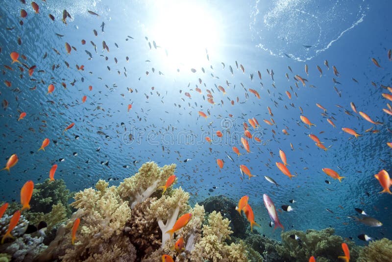Ocean, sun and fish stock photo. Image of softcoral, blue - 9916240