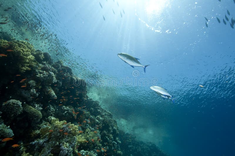 Ocean, sun and fish stock photo. Image of bright, blue - 9916252
