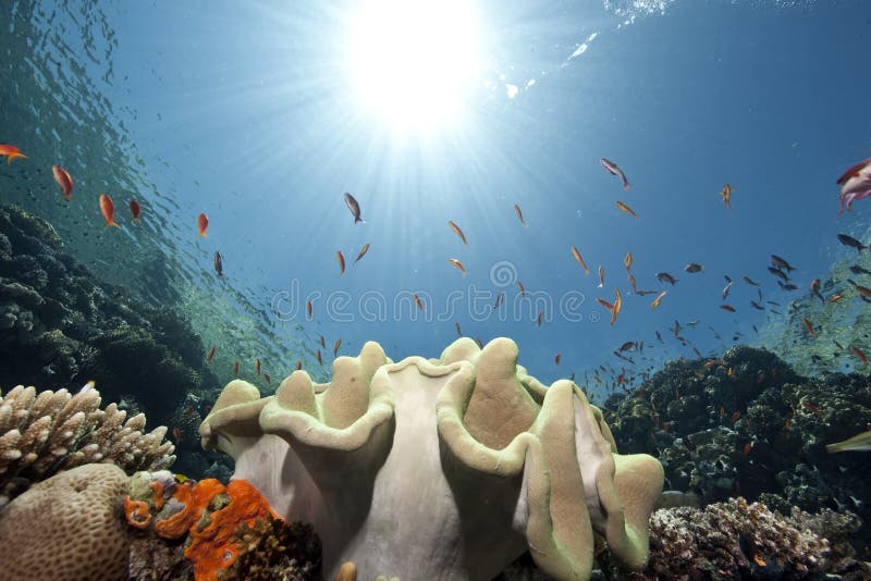 Ocean, sun and fish stock image. Image of white, saltwater - 9916255