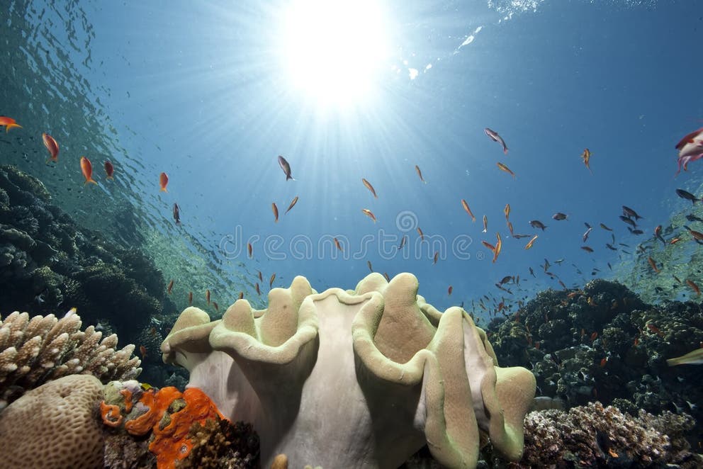 Ocean, sun and fish stock image. Image of white, saltwater - 9916255