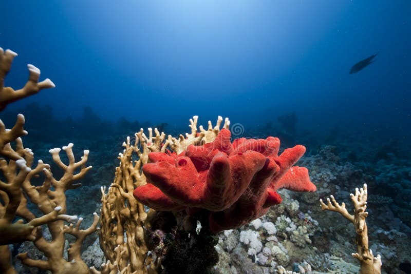 Ocean, sun and sponge stock photo. Image of white, fish - 9885200