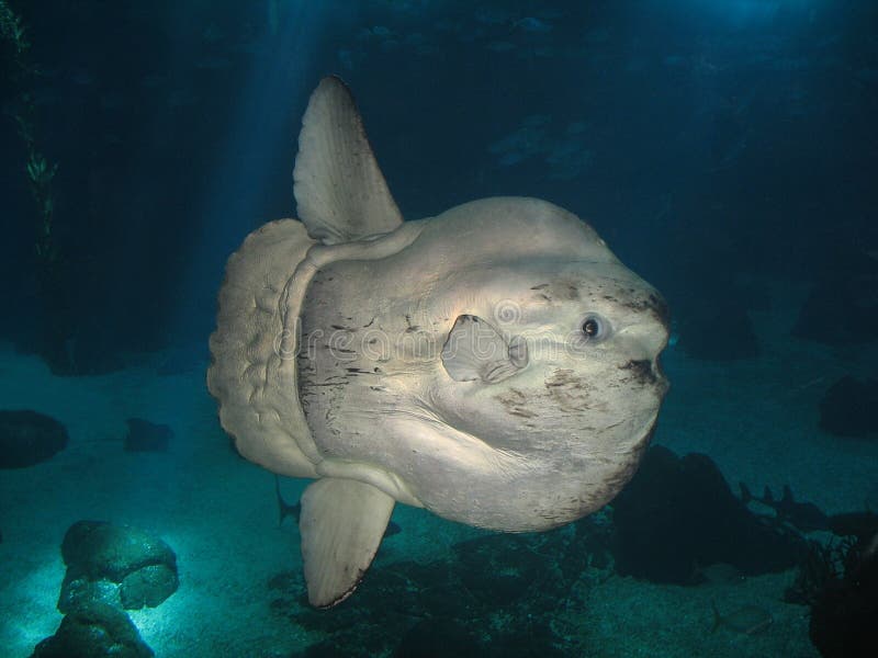 Ocean sunfish stock image. Image of dark, subsea, head - 27321595