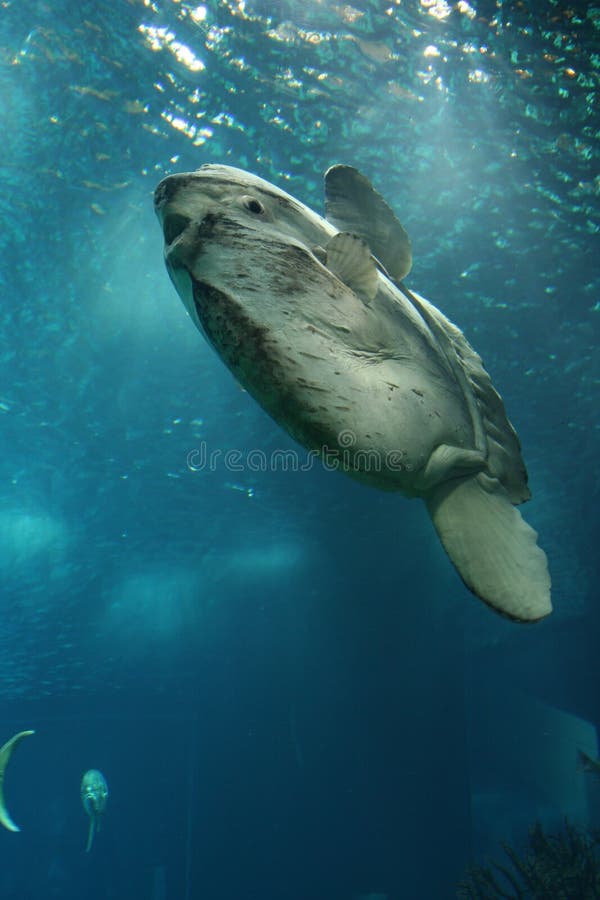 Ocean Sunfish stock image. Image of oceansunfish, fish - 33363469