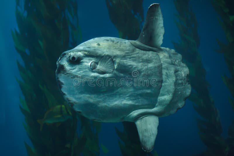 Ocean sunfish Mola mola stock image. Image of atlantic - 141598679