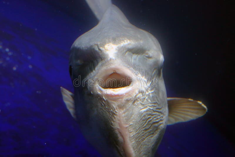 Smiling catfish stock photo. Image of object, lake, carp - 3545670