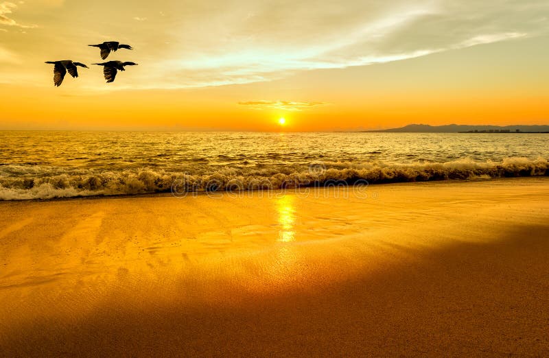 Ocean Sunset Birds stock image. Image of sunlight, sunset - 187178267