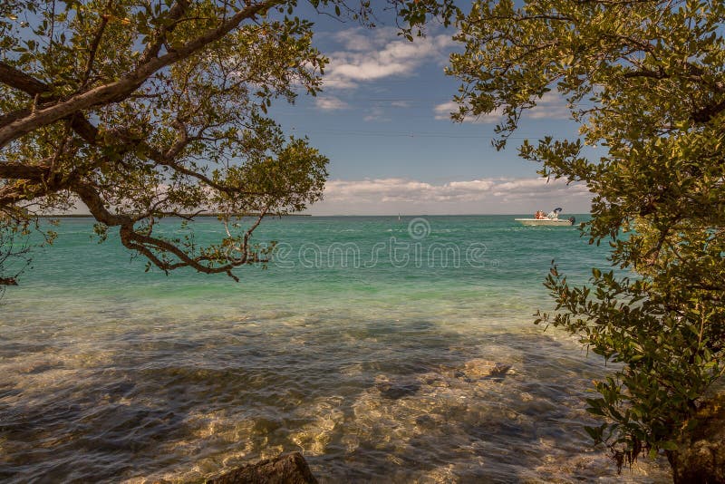 Ocean Trees stock image. Image of beautiful, miami, peaceful - 89538919