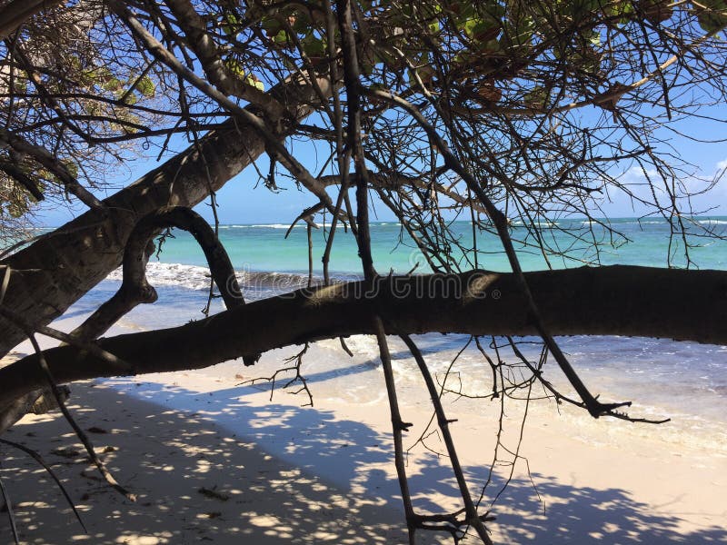 Ocean through trees stock image. Image of rico, puerto - 95045033