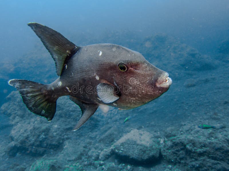 Gray Trigger Fish Caught by Sport Fishermen Stock Photo - Image of taly ...