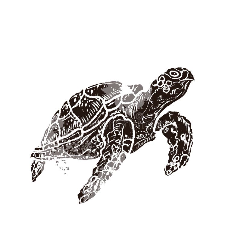 Turtle Etching Stock Illustrations – 213 Turtle Etching Stock ...