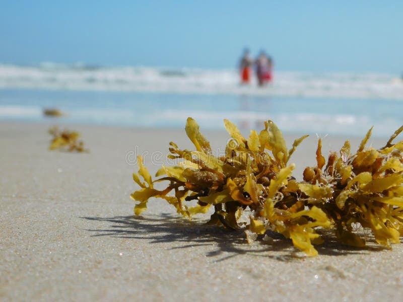 Ocean stock photo. Image of unending, sand, ocean, seaweed - 116434706