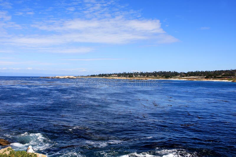 Ocean view stock photo. Image of wildlife, rock, view - 62500386