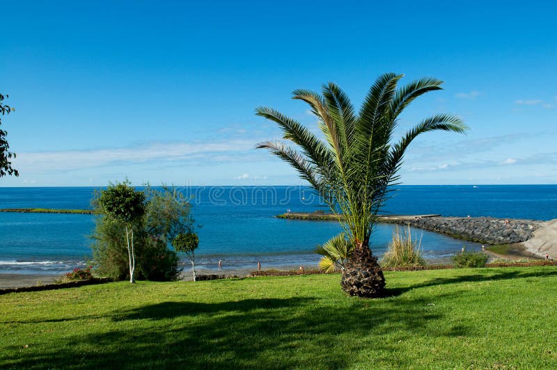 Ocean view with palm tree stock photo. Image of green - 16004906