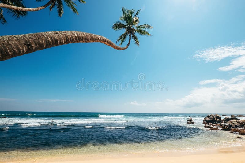 Trees over Sunset stock photo. Image of sunset, trees - 28381824