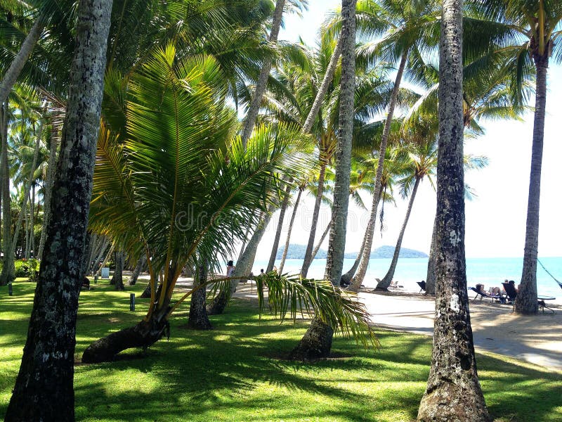 Ocean view and palm trees editorial stock photo. Image of closeup ...