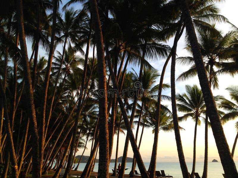 Ocean view and palm trees editorial stock image. Image of healthy ...
