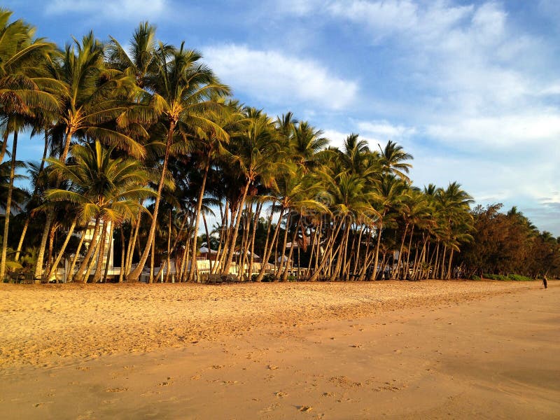 Ocean view and palm trees stock image. Image of market - 80096761