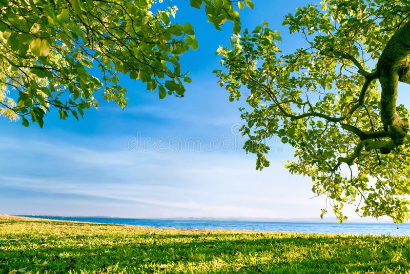 Green Grass on Sandy Dune Overlooking Beach Stock Photo - Image of ...