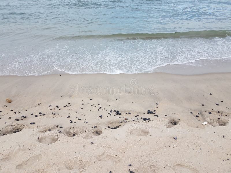 Wet Sand with Shells and Rocks at Beach or Coast Stock Image - Image of ...