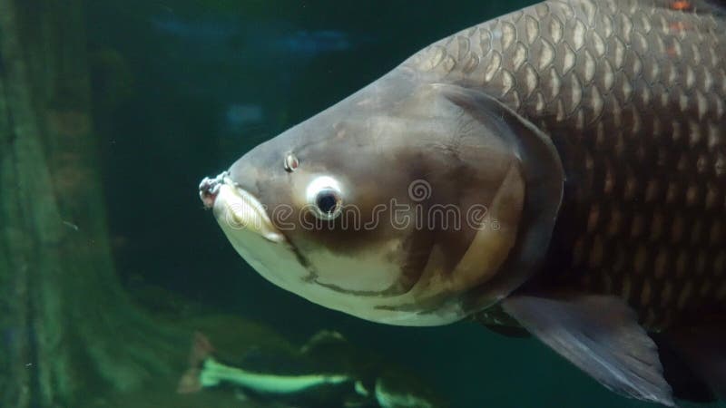 Oceanarium, Funny Fish with a Dull Face. Stock Footage - Video of deep ...