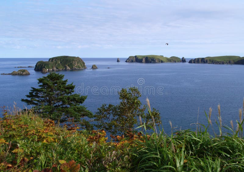 Oceanic landscape stock image. Image of taiga, spruce - 96303539