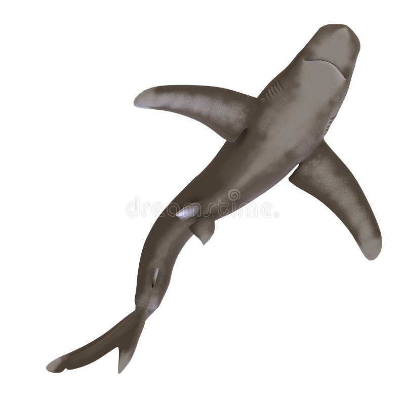 Great White Shark Top View. 3D Render Isolated on White Stock Image ...