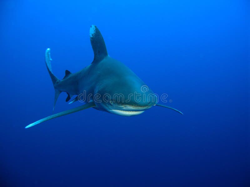 Oceanic Whitetip Shark (Carcharhinus Longimanus) Stock Photo - Image of ...