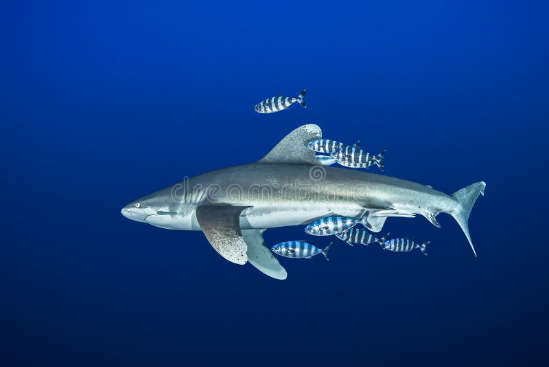 Oceanic Whitetip Shark with Pilot Fish Stock Image - Image of water ...