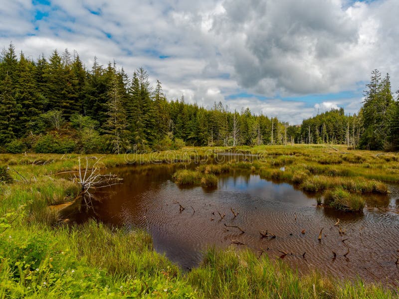 Oceano E Forest Pacific Coast Fotografia Stock - Immagine di oceano ...