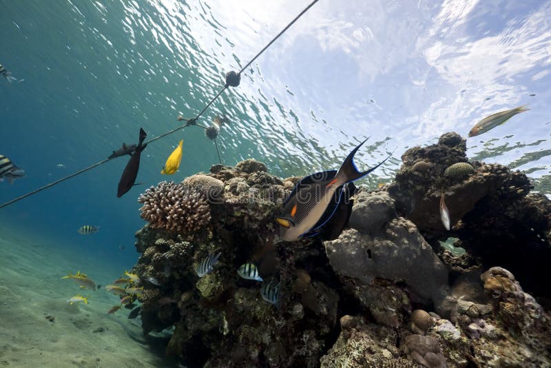 Oceano, recife e peixes imagem de stock. Imagem de nave - 12868539