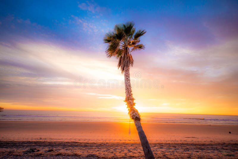 Oceanside palms stock image. Image of surfer, orange - 56052801