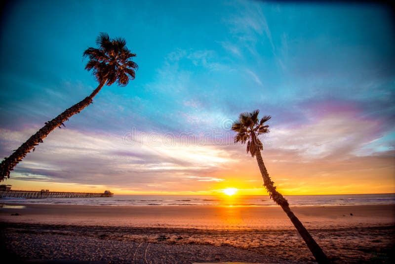 Oceanside palms stock image. Image of surfer, orange - 56052801