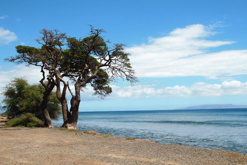 Ocean Shore Seascape stock photo. Image of shore, landscape - 43909154