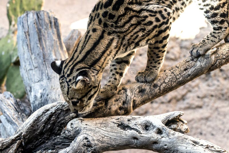 Ocelot on tree branch stock image. Image of americas - 132680345