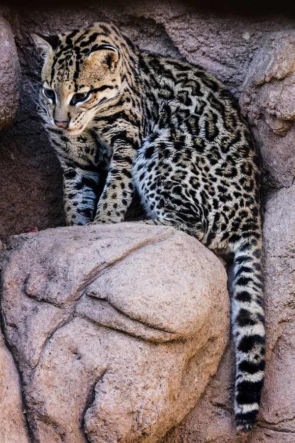 Ocelot Arizona Photos - Free & Royalty-Free Stock Photos from Dreamstime