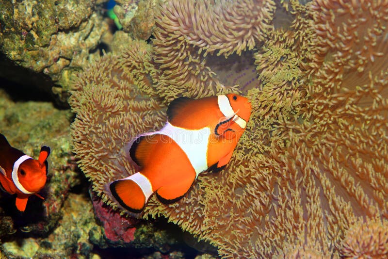 Ocellaris clownfish stock image. Image of natural, nemo - 43139547