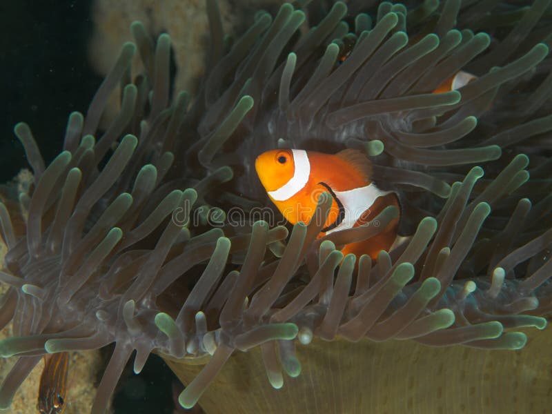 Ocellaris clownfish - Nemo stock image. Image of fish - 91879243