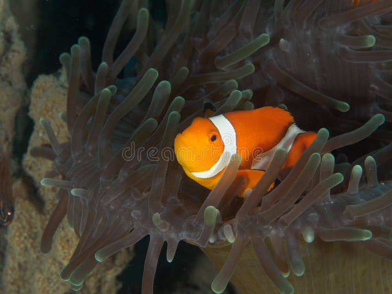 Ocellaris clownfish - Nemo stock photo. Image of travel - 91879512