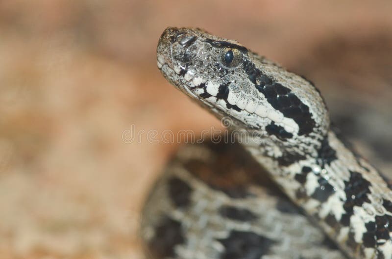 Ocellate mountain viper2 stock image. Image of stripe - 33267537
