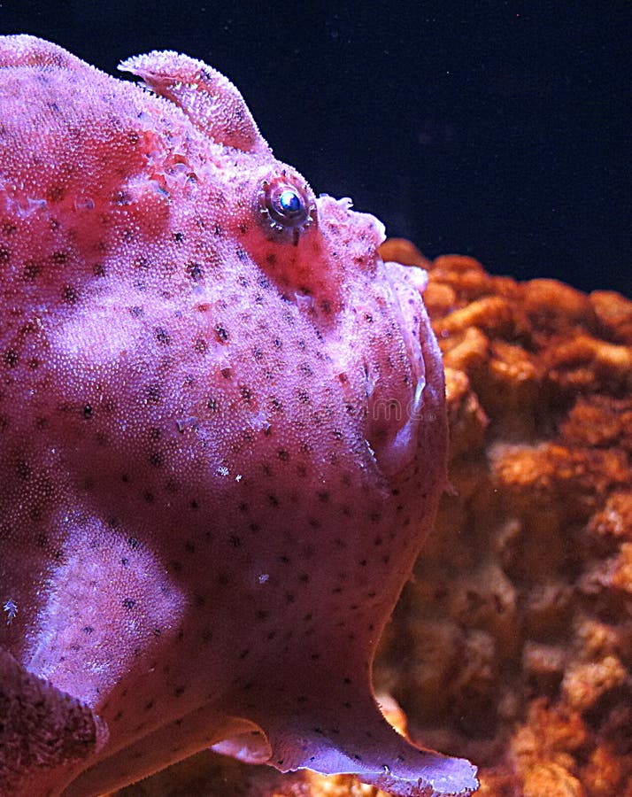 Ocellated Frogfish stock photo. Image of baby, aquarium - 241080342