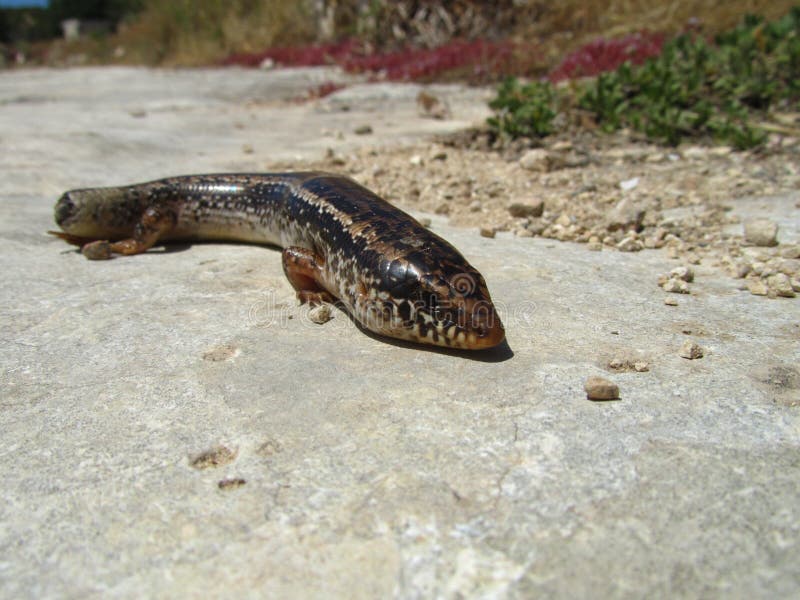 Ocellated Skink with a Missing Tail in Malta Stock Image - Image of ...