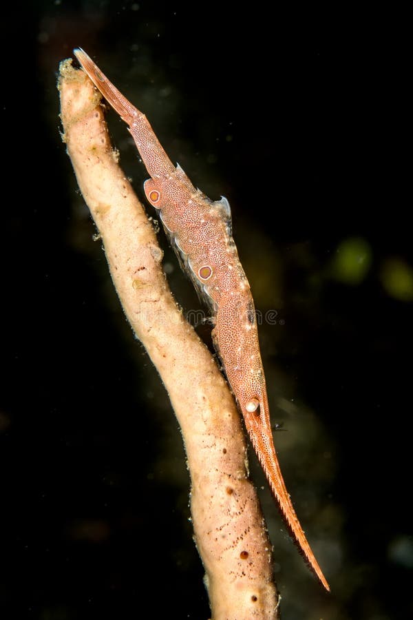 Ocellated tozeuma shrimp stock image. Image of biodiversity - 220905017