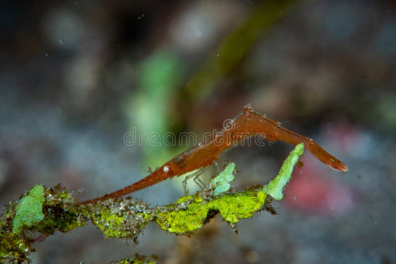 Ocellated Tozeuma Shrimp Tozeuma Lanceolatum Stock Image - Image of ...